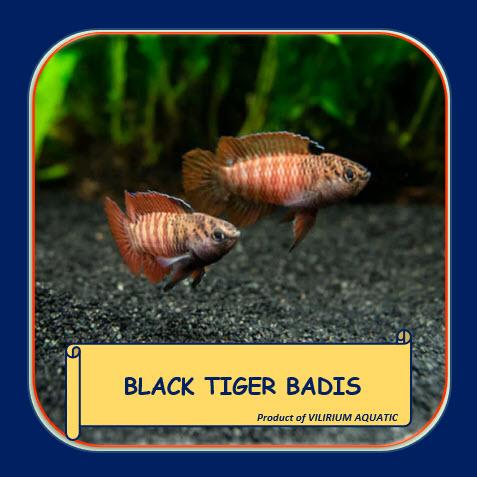 Jual IKAN HIAS AIR TAWAR - BLACK TIGER BADIS / DARIO SP MYANMAR ...