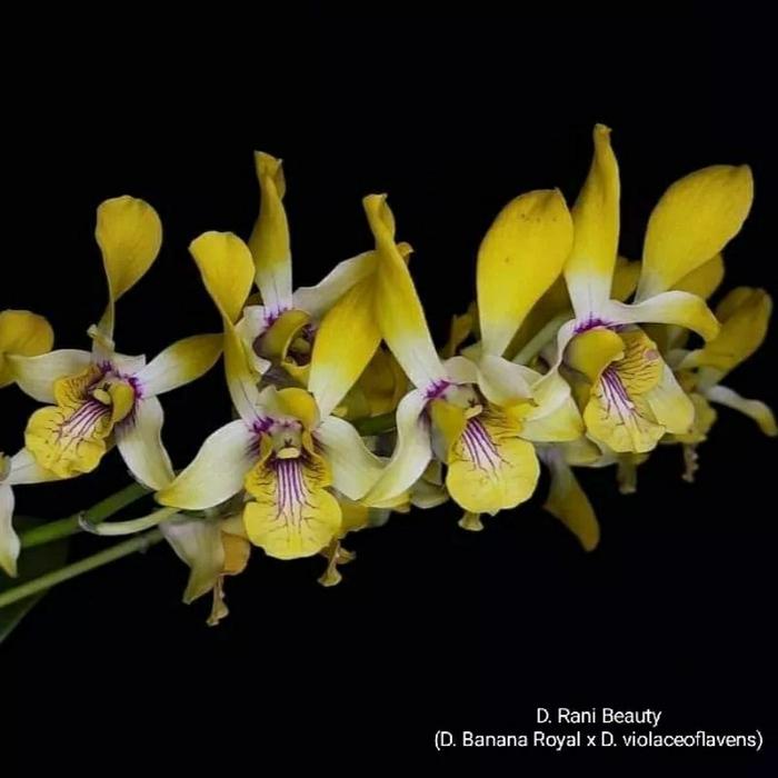 Jual Anggrek Dendrobium Rani Beauty dewasa - Kota Bogor - Tina_flora ...