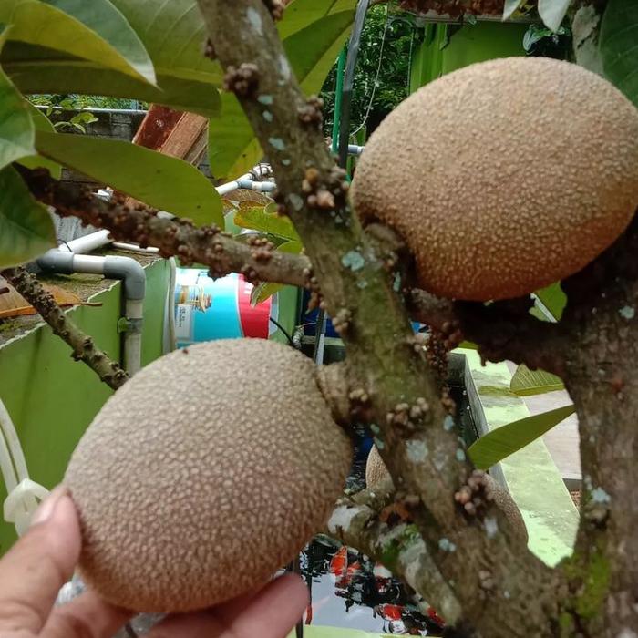 Jual POHON MAMEY SAPOTE CANGKOKAN SUDAH BERBUAH - SAWO BESAR - Kab ...