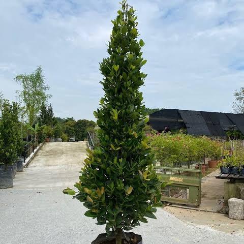 Jual tanaman hias Garcinia subelliptica // pohon fukugi ukuran 2 meter ...