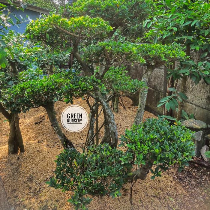 Jual Pohon Bonsai Beringin Legend | Super Rimbun - Kab. Bogor - Green ...
