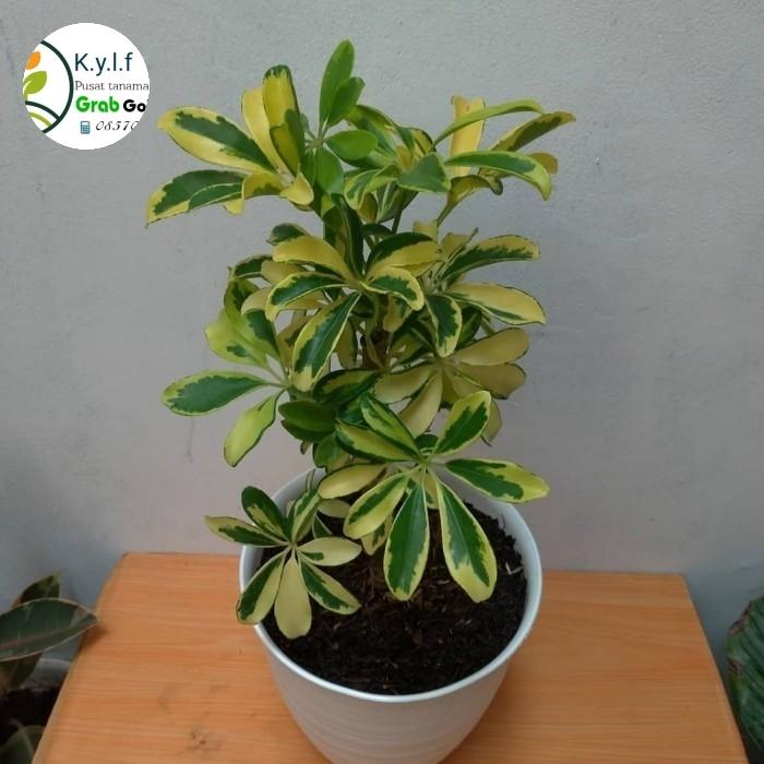 Promo tanaman hias indoor walisongo variegata + pot putih / walisongo ...