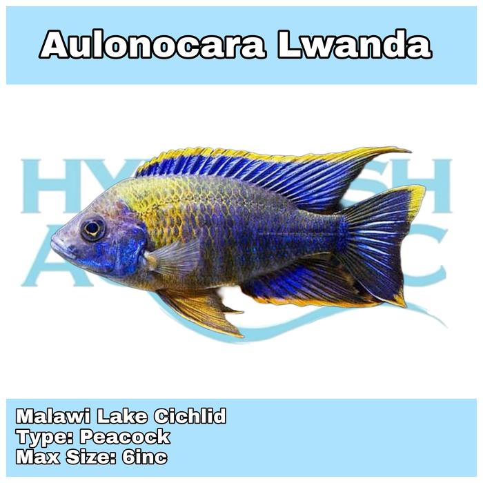 Aulonocara Lwanda