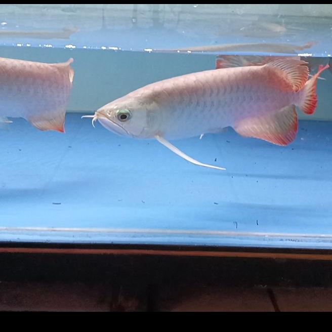 Ikan Arwana Red Banjar