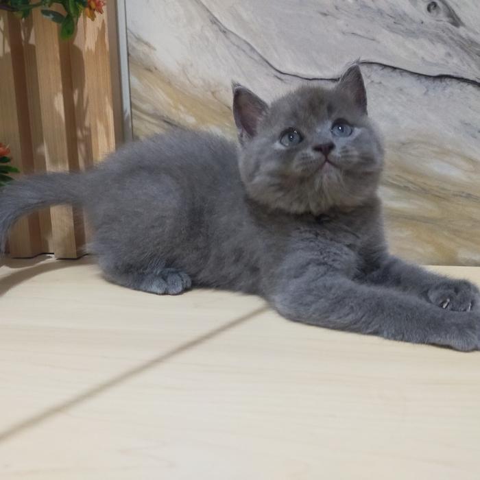 Jual kucing bsh British short hair abu lucu - Kota Surakarta ...