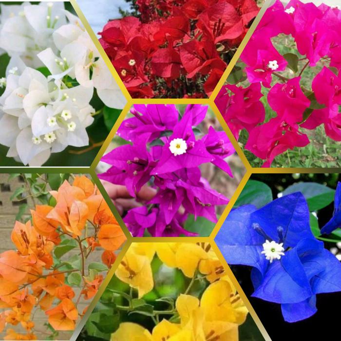 Promo Paket Lengkap 7 Tanaman Hias Bougenville Bangkok/Pohon ...