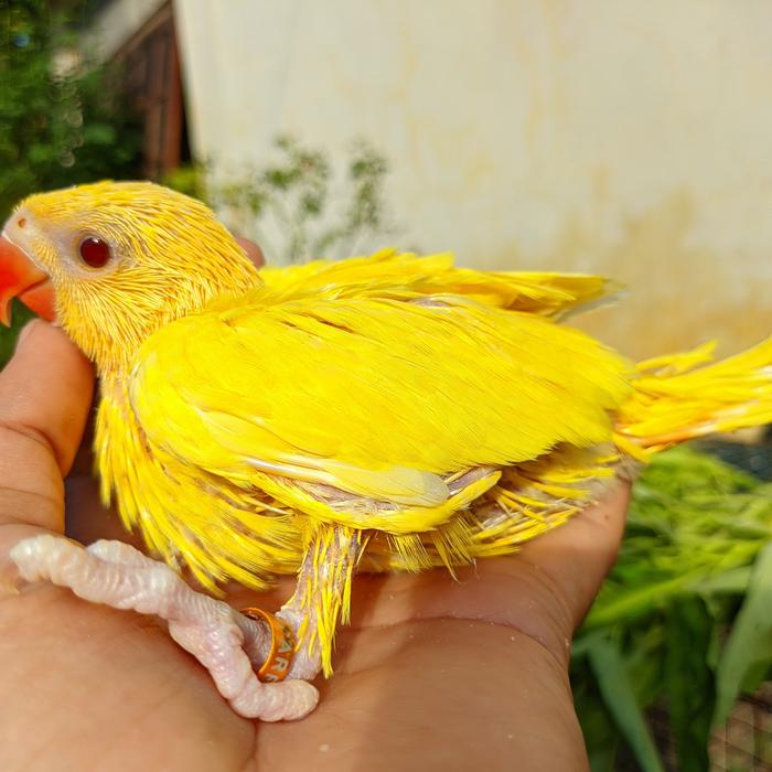 Jual Baby IRN / Burung Indian Ring Neck - Jakarta Selatan - Parrot ...