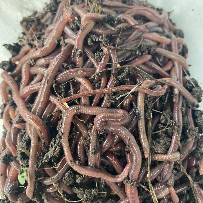 Jual Cacing tanah hidup kemasan 100 gram pakan umpan ikan predator ...