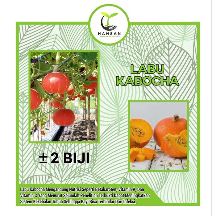 Jual 2 Benih Labu Kabocha Merah F1 Hibrida Kagum Bibit Buah Red Lamp ...