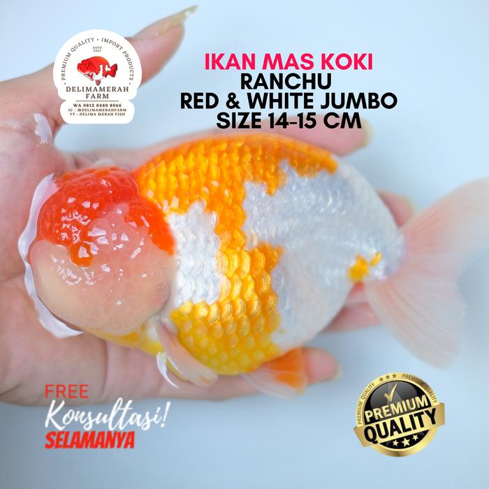 Jual IKAN MAS KOKI RANCHU RW BUFFALO JUMBO SIZE 13CM BESTQUALITY ...