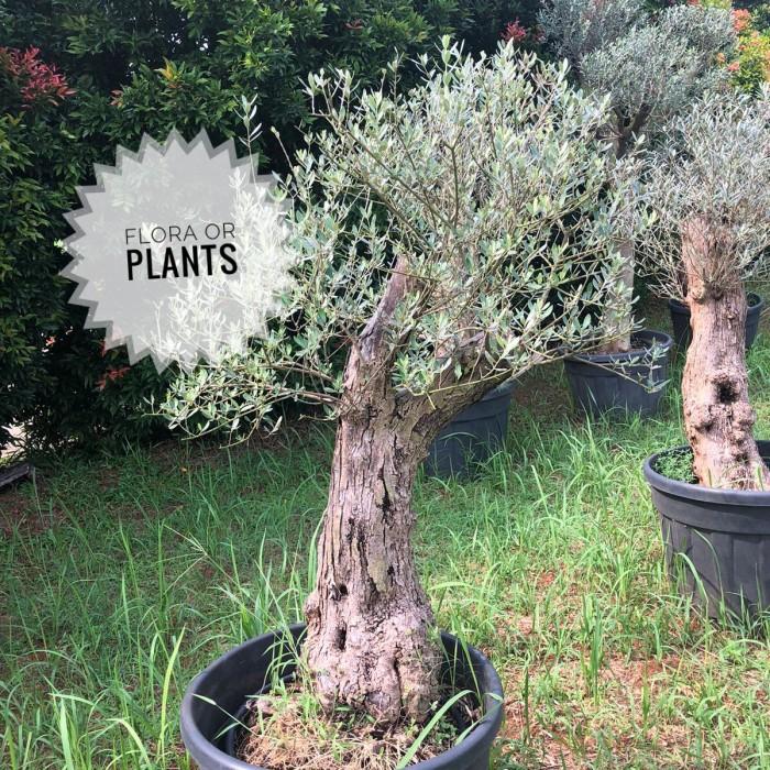 Jual Pusat Pohon Olive Zaitun Tree Daun Rimbun || Pohon Olive Tree ...