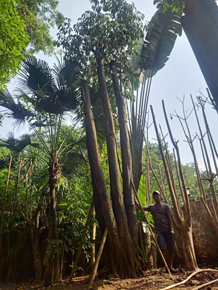 Jual jual pohon pulai berkarakter - Jakarta Timur - Toko Pohon Pulai ...