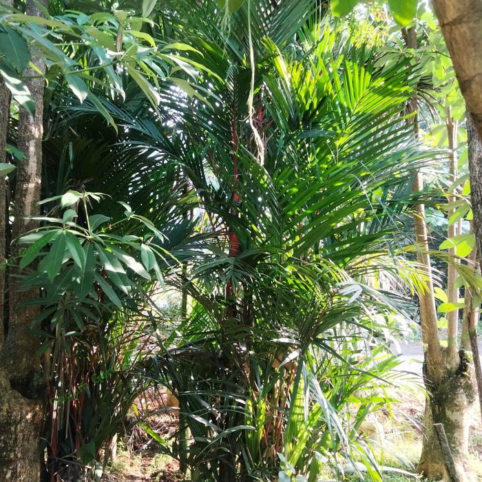 Jual Tanaman Indoor Outdoor Palm Merah tinggi 2 meter - 4 meter bisa ...