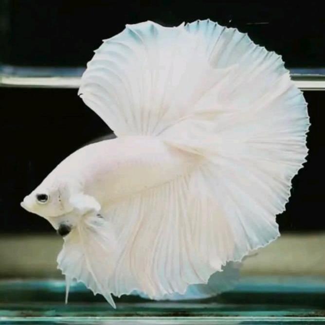 Jual Betta Fish Full White / cupang Full putih Halfmoon - Kota Bandung ...