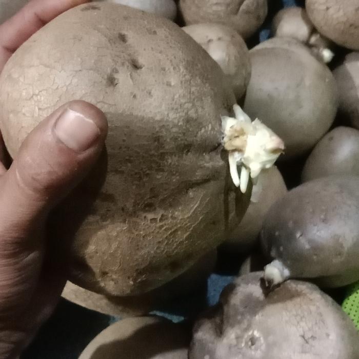 Jual Bibit kentang udara kentang gantung siap tanam - Kab. Bandung ...
