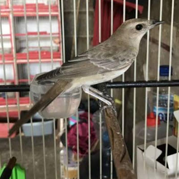 Jual burung sikatan londo ori impor/nightinggele - Jakarta Timur ...
