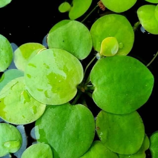 Jual frogbit amazon / tanaman apung / tanaman aquascape - Kab. Klaten ...