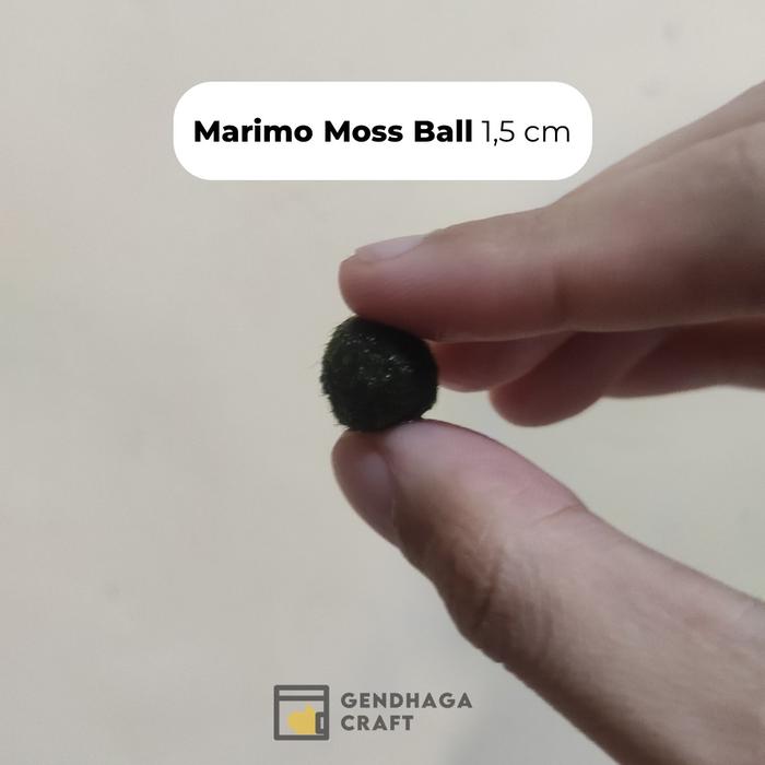 Jual [Extra] Tiny Marimo - Marimo Moss Ball (Satuan) | Marimo Hidup - 1,5cm - Kab. Sleman ...