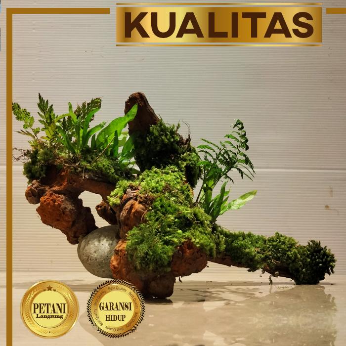 Jual Mini Forest Kayu Rentek (L) Hiasan Aquarium Ikan Aquascape Tanaman ...