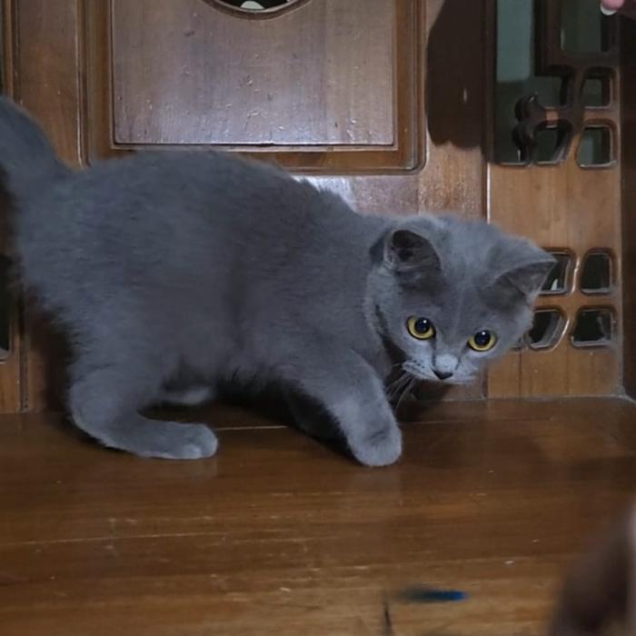 Jual KUCING KITTEN BSH BLUE || BRITISH SHORT HAIR - Kota Bekasi - Mouzi ...