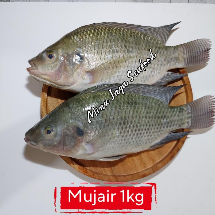 Ikan Mujair Nila