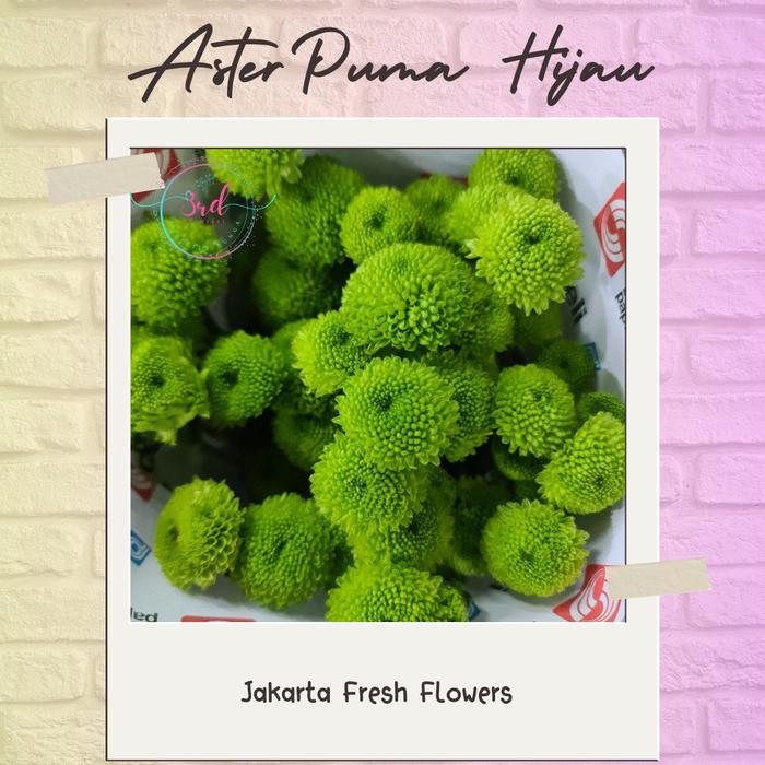 Jual Bunga Aster Kermit (Bunga Segar Jakarta) - Jakarta Barat - 3rd ...