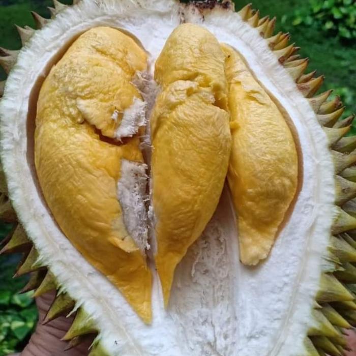 Jual Durian Sirex Bulat Utuh Fresh Kuning Legit Manis Sedikit Pait ...