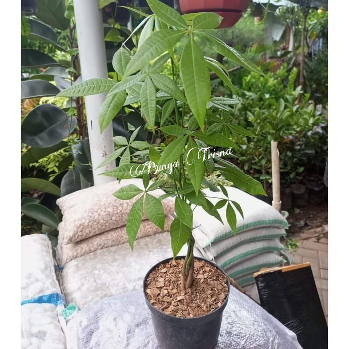 Jual Tanaman indoor cantik pohon pachira aquatica/money tree 30-40cm ...