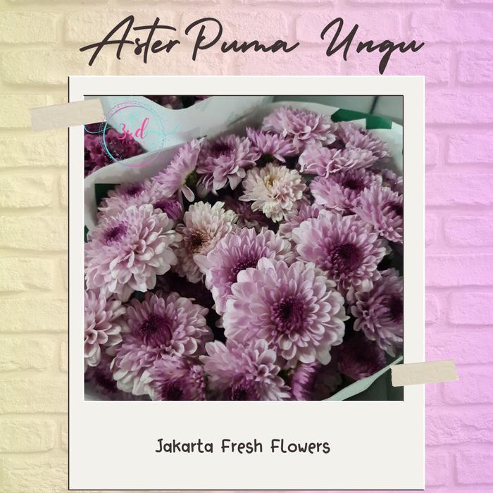 Promo Aster Puma Ungu (Bunga Potong Segar JAKARTA) - Jakarta Barat ...
