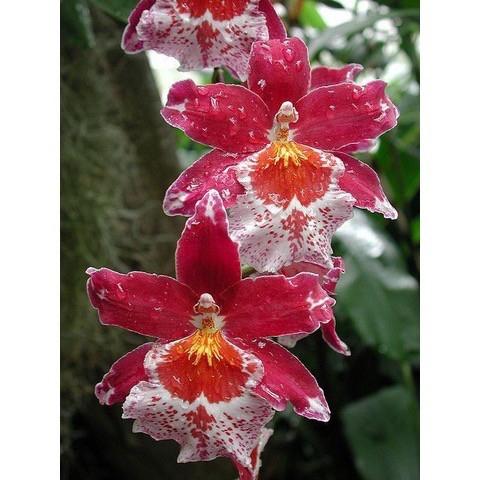 Promo tanaman hias anggrek dendrobium bunga red batik -sudah knop/spike ...