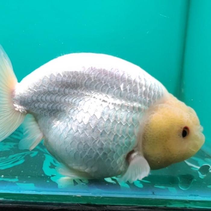 Jual Ikan mas koki ranchu Snow White lionchu kode 0013 - Kota Bekasi ...