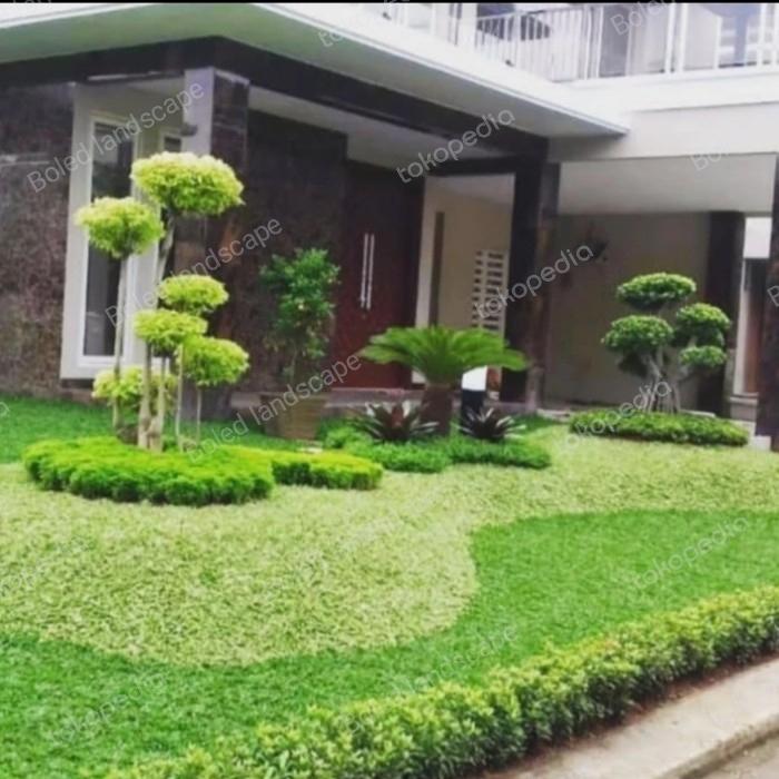 Jual taman rumput gajah mini varigata - Kota Tangerang Selatan - Boled ...
