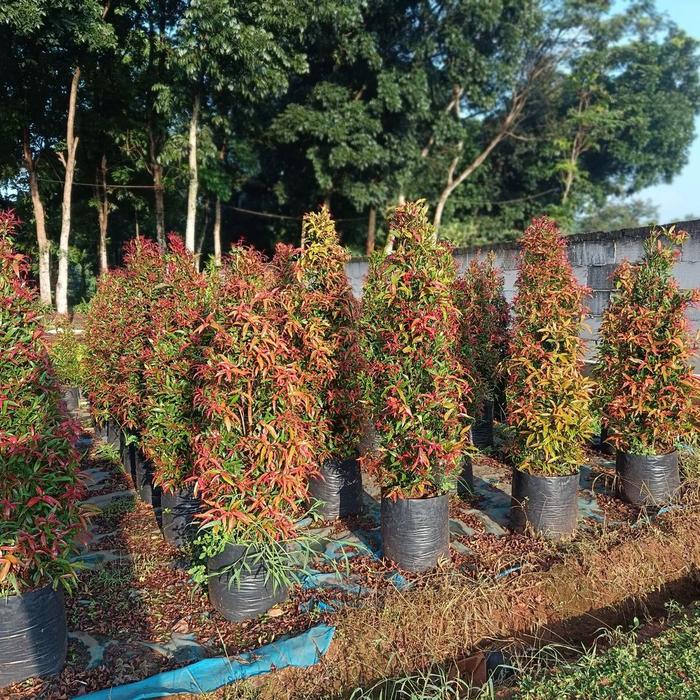 Jual bibit tanaman pucuk merah tinggi 1 meter - Kota Surabaya - IRM ...