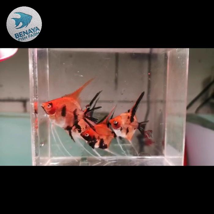 Jual manfish red devil - Kab. Bogor - Benaya Fish Farm | Tokopedia