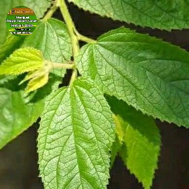 Jual daun kersen segar / daun pohon seri 100 gram - Kab. Bandung ...