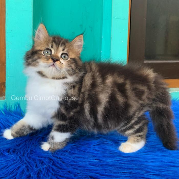 Jual Kucing Kitten Persia Mix Mainecoon Tabby - Kota Depok ...