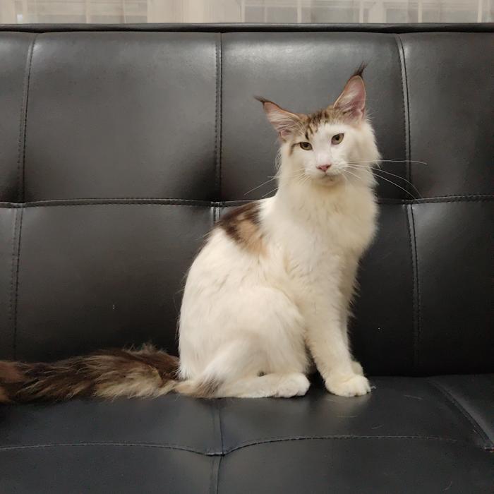 Jual kucing ras mainecoon - Kota Bekasi - SHAM PETS | Tokopedia