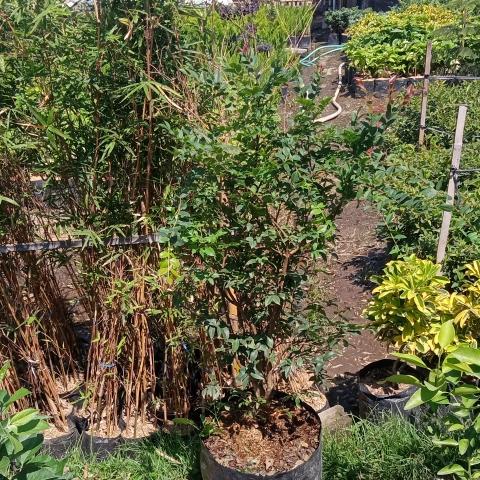 Jual pohon tanaman buah anggur brazil batang besar tinggi 1 meter ...