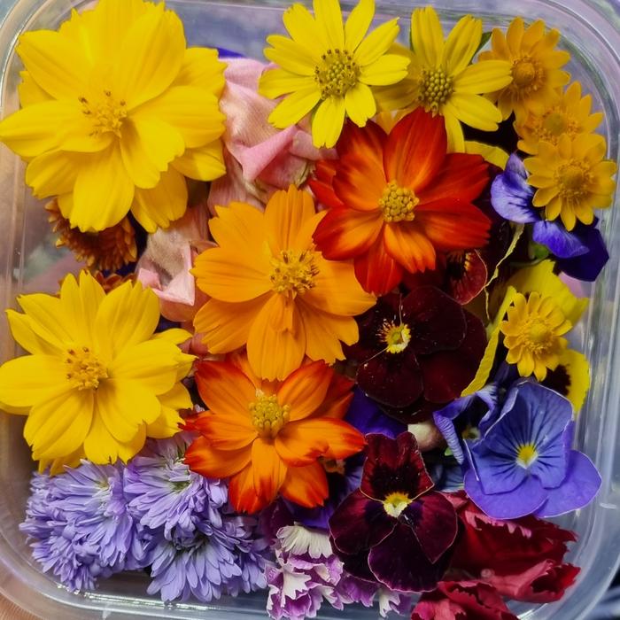 Jual Mix Edible Flower Fresh - Jakarta Timur - orthys | Tokopedia