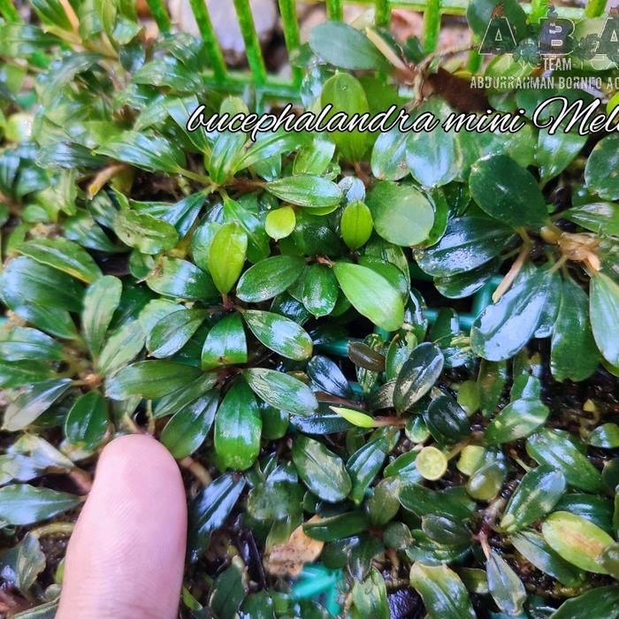 Jual Bucephalandra mini Melawi/ tanaman aquatic/ 1 keranjang - Kab ...