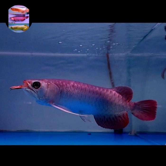 Jual ikan arwana super red unik / rare item - Jakarta Barat - Rahayu ...