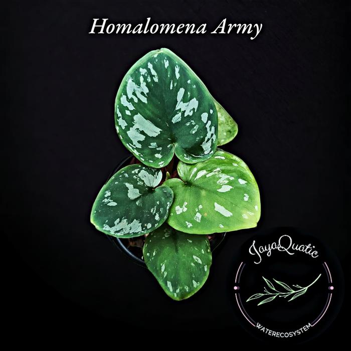 Jual HOMALOMENA ARMY - TANAMAN HIAS PALUDARIUM TERRARIUM JUNGLEPLANT ...