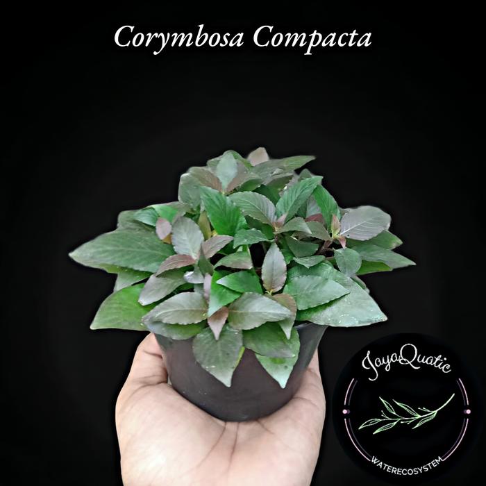 Jual CORYMBOSA COMPACTA - TANAMAN HIAS PALUDARIUM TERRARIUM INDOORPLANT ...