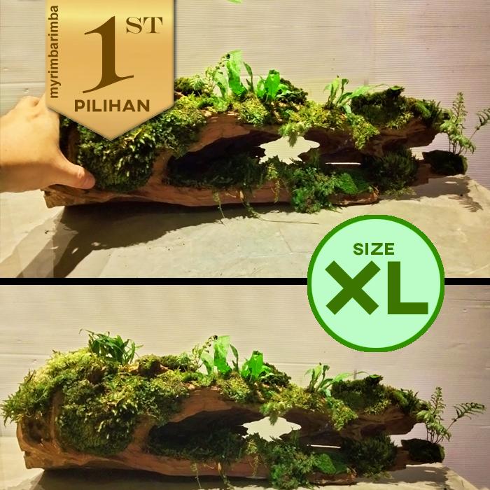 Jual Mini Forest Kayu Rentek XL Hiasan Aquarium Ikan Aquascape Tanaman ...
