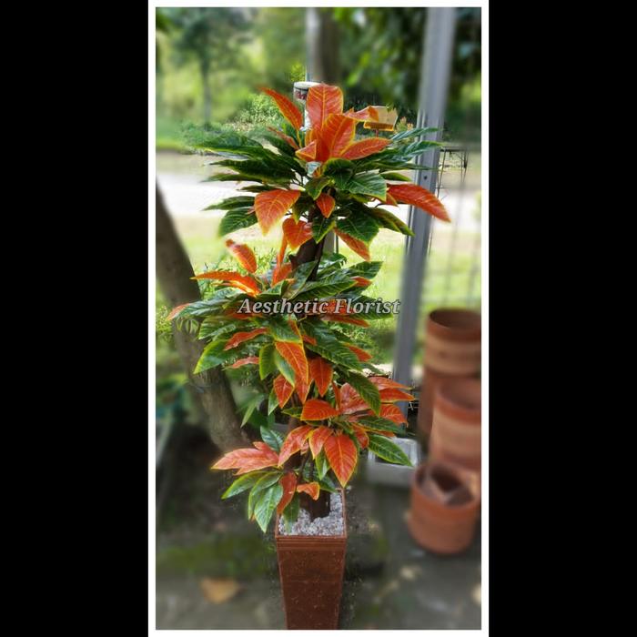 Jual Tanaman Hias Artificial Besar Dekorasi Daun Puring Hijau Orange ...