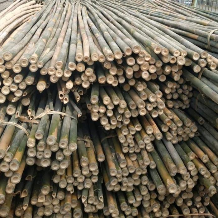 Jual Jual bambu tiang bendera uk.3-4cm - Jakarta Utara - bambu dolken ...
