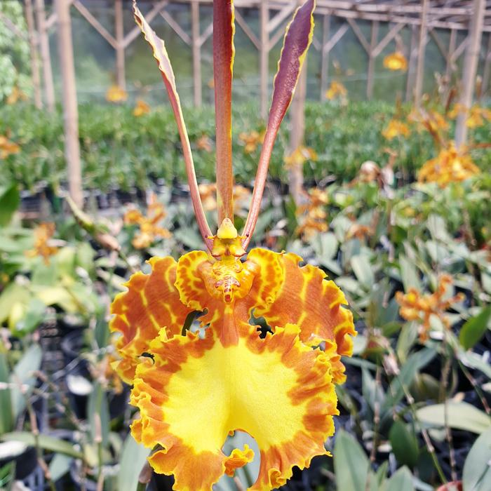 Jual Anggrek koleksi unik psychopsis Mariposa - Kab. Bandung Barat ...