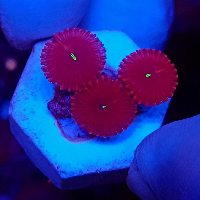 Jual zoanthid zoa Red peoople eater RPE aquarium laut - Jakarta Selatan ...
