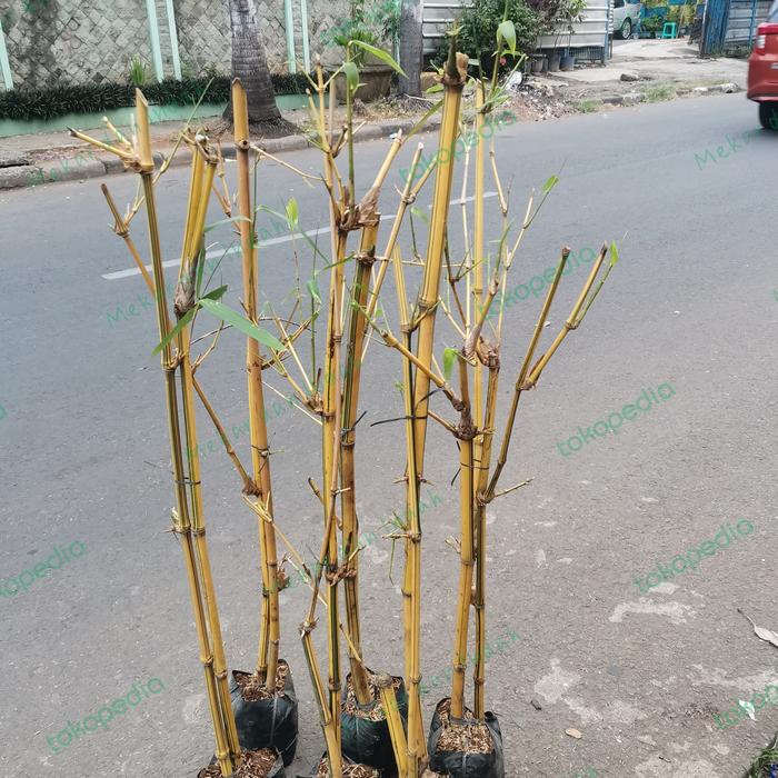 Jual tanaman hias bambu kuning ampel, bambu ampel - Jakarta Timur ...