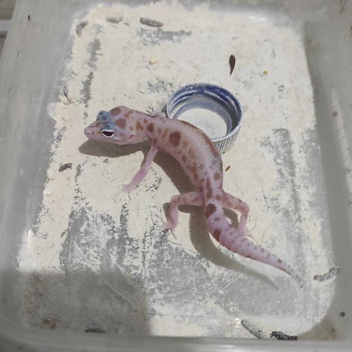 Jual leopard gecko enigma baby - Jakarta Selatan - Gecko glider | Tokopedia